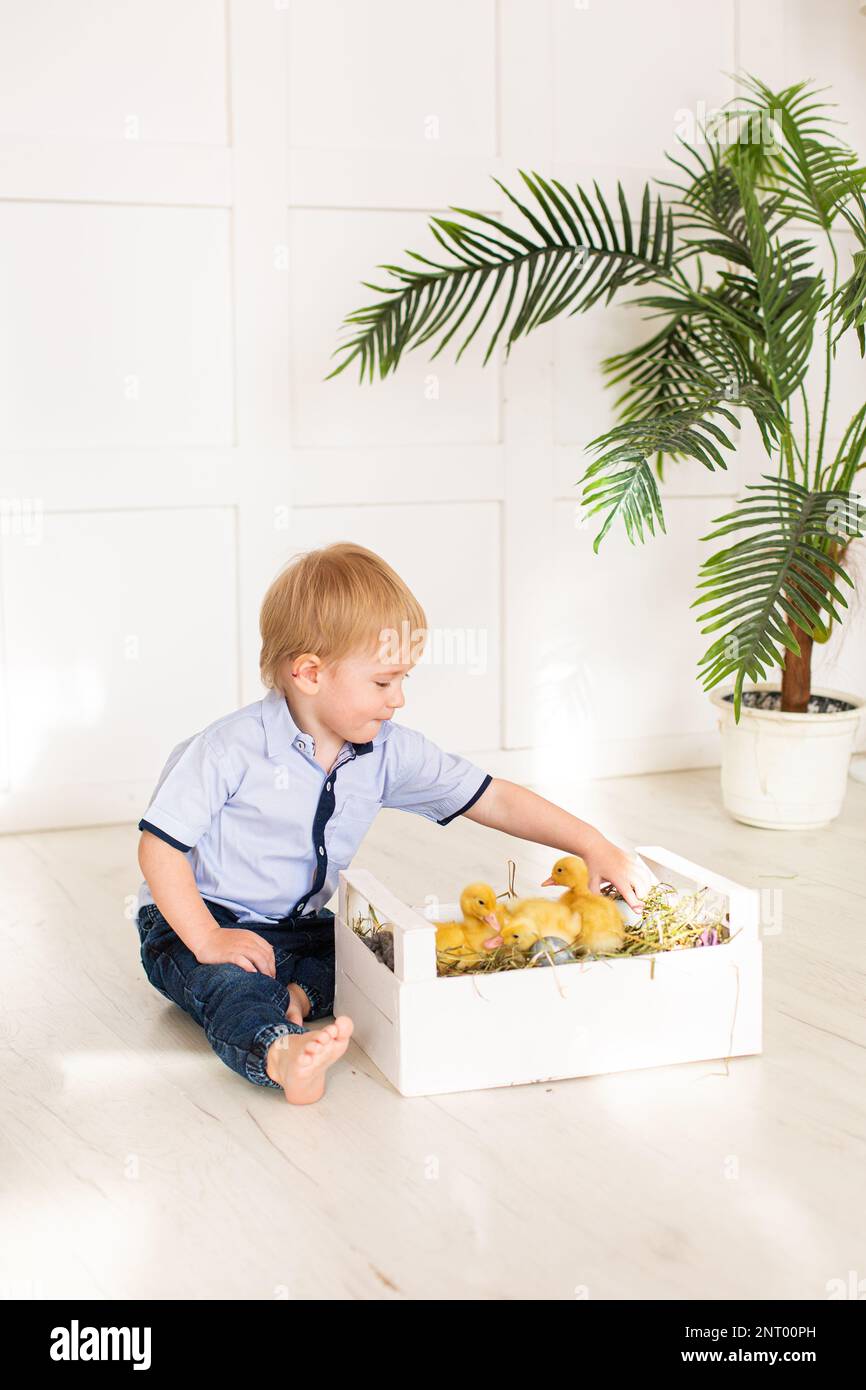 Cute children, boy, playing with ducks Stock Photo - Alamy