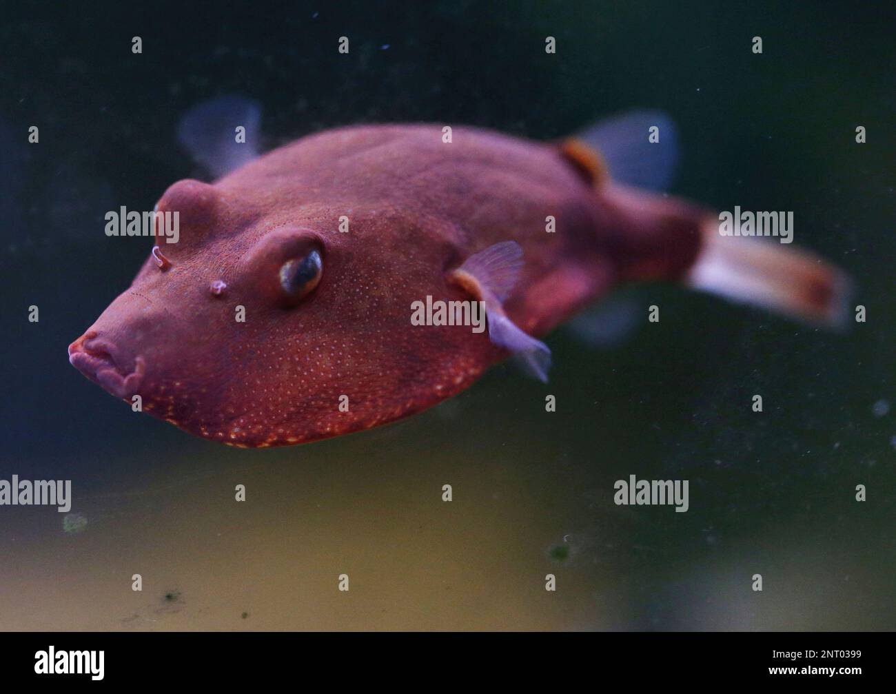 The Congo puffer, or potato puffer and Tetraodon miurus in scientific ...