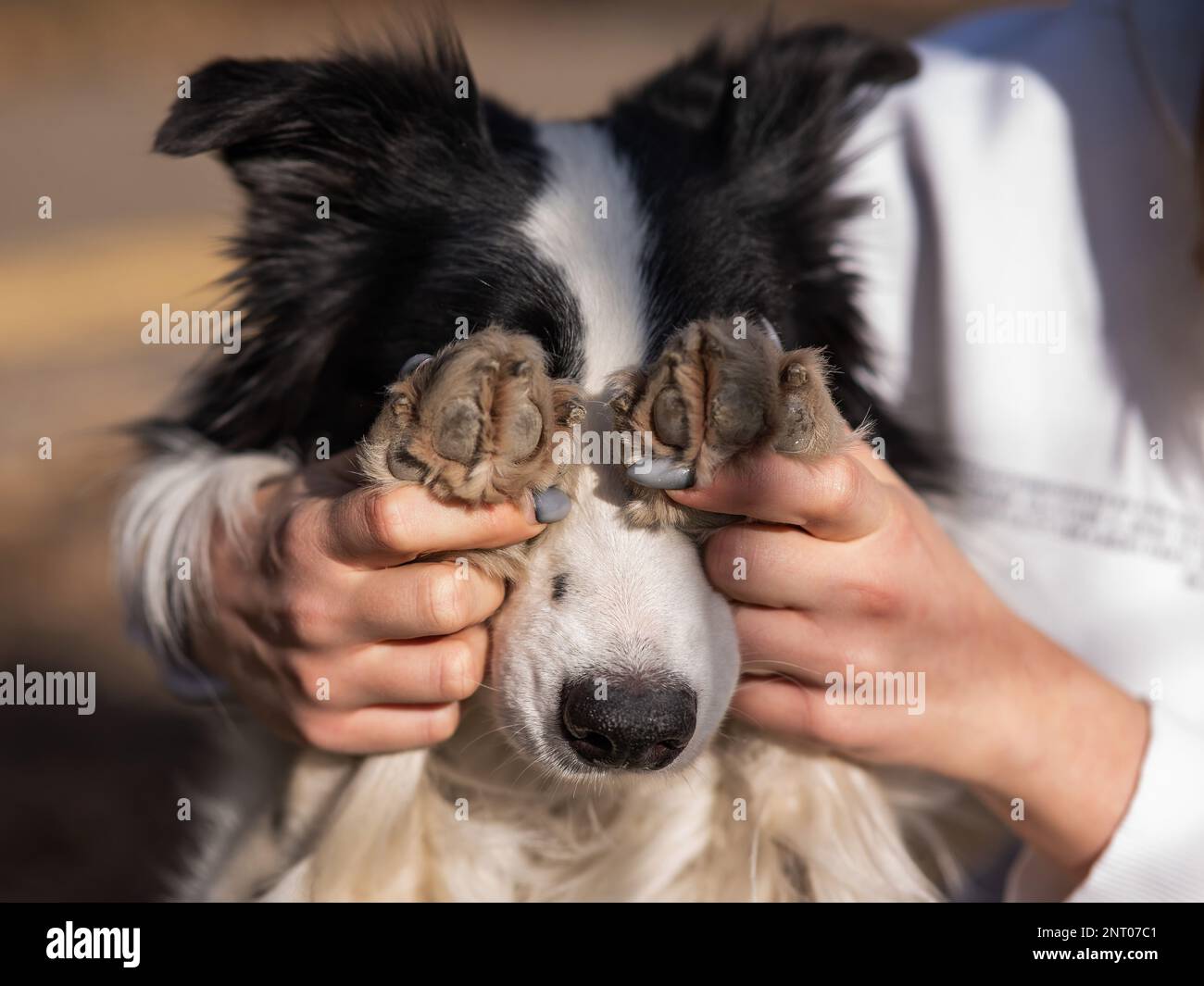 The owner closes the eyes of the border collie dog with his paws Stock ...