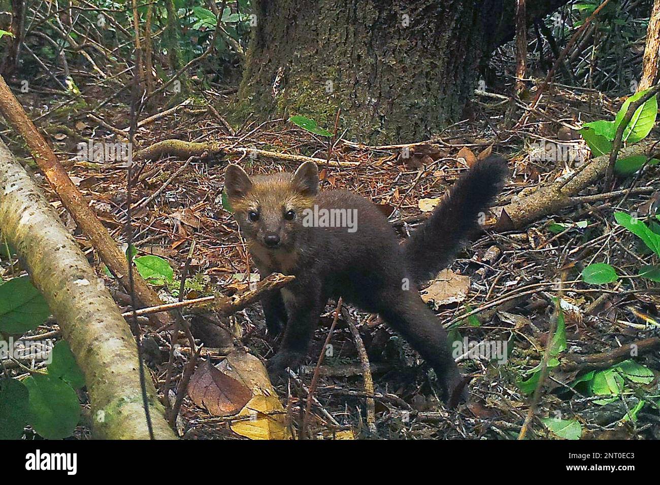 FILE - This Oct. 8, 2015 remote camera file photo provided by the ...