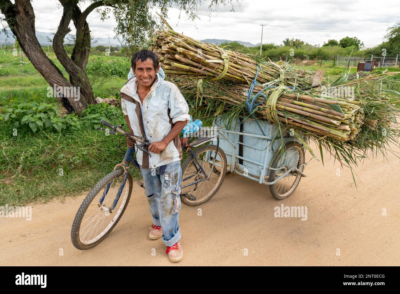 A man with his bicycle cart loaded with carrizo or cane near Santa ...