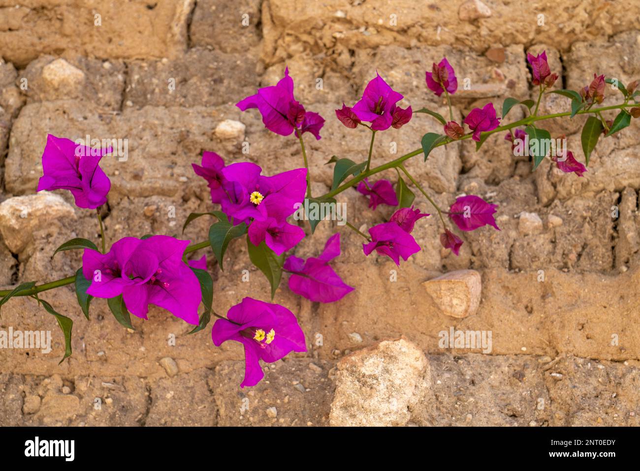Bougainvillea flowers in bloom on a weathered adobe wall in Santiago ...