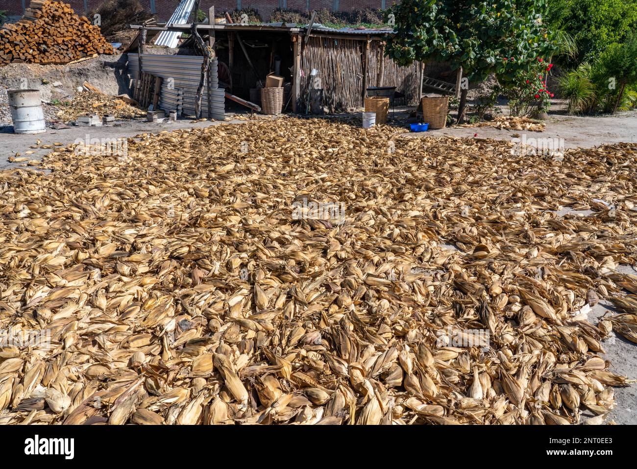 Corn cobs drying on the ground in the sun on a small farm in Satiago ...