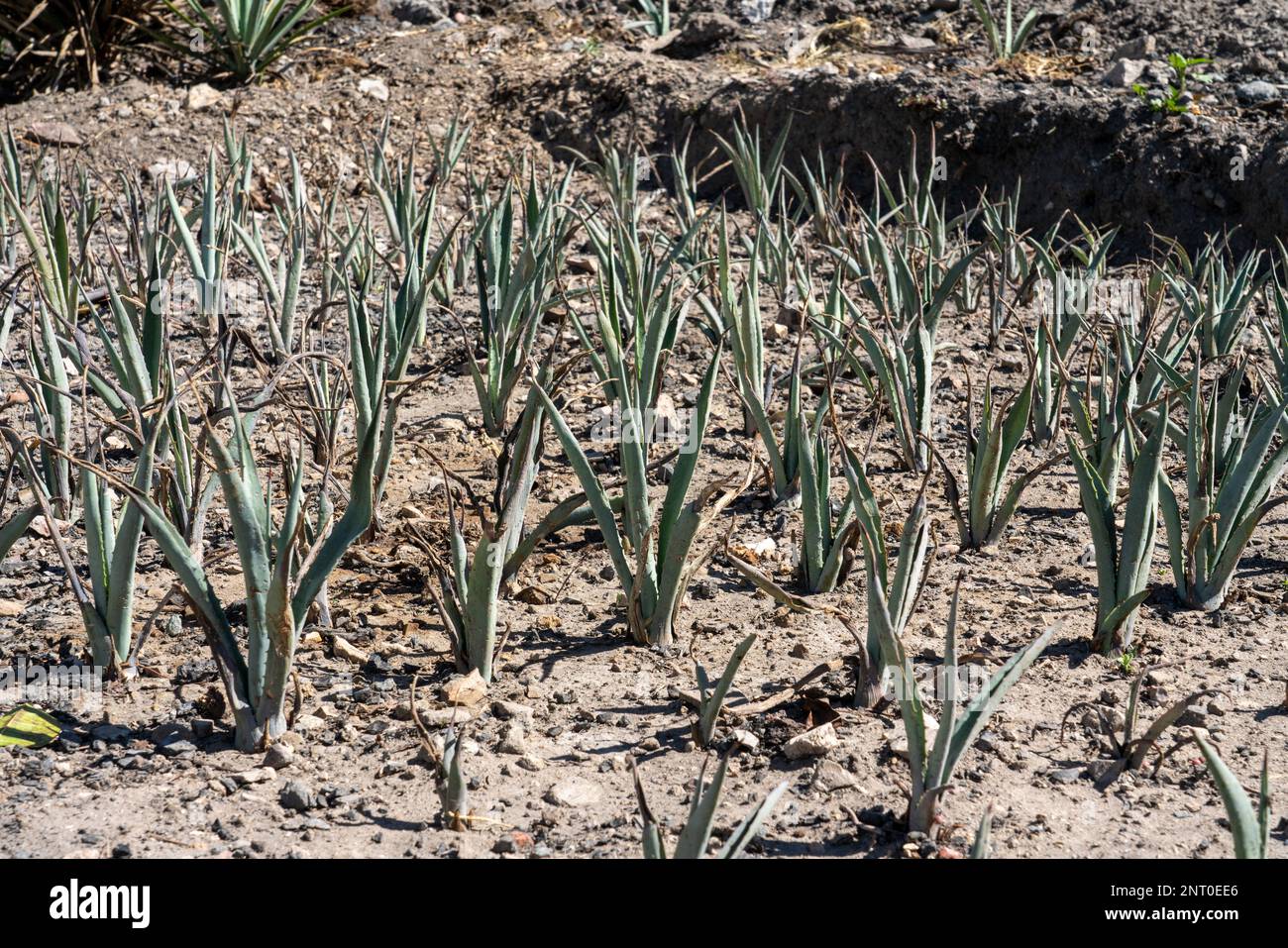 Field of young Espadin agave plants, Agave angustafolia, for the ...