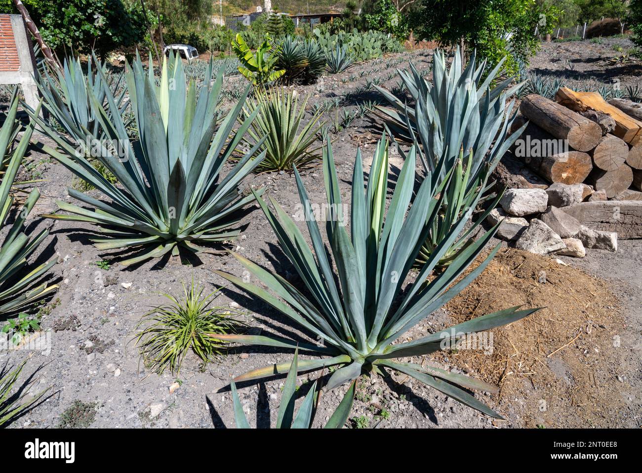 Field of Espadin agave, Agave angustafolia, for the production of ...