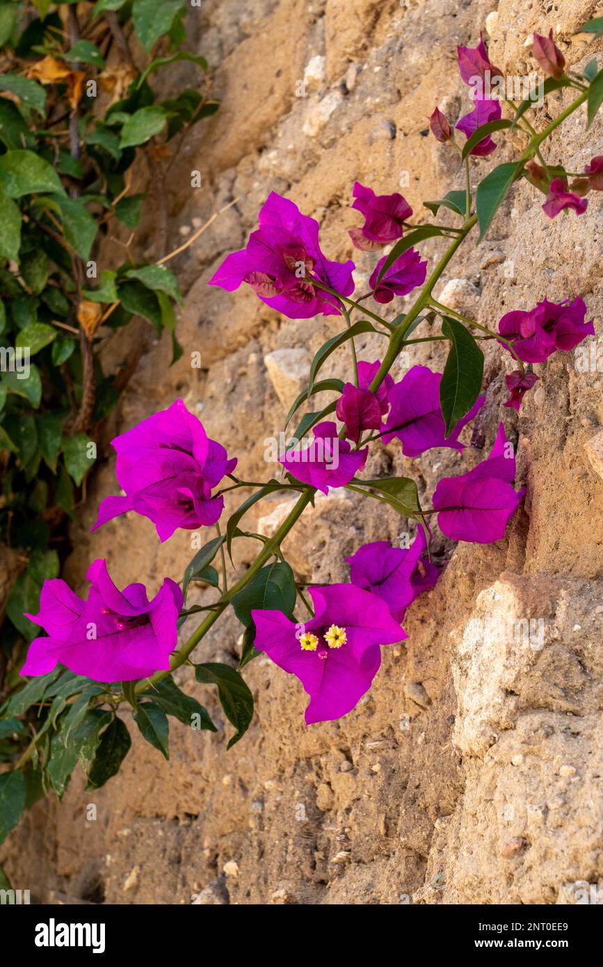 Bougainvillea flowers in bloom on a weathered adobe wall in Santiago ...