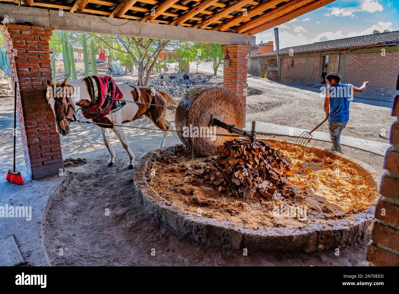 A horse pulling a stone wheel to crush roasted agave hearts at a small ...