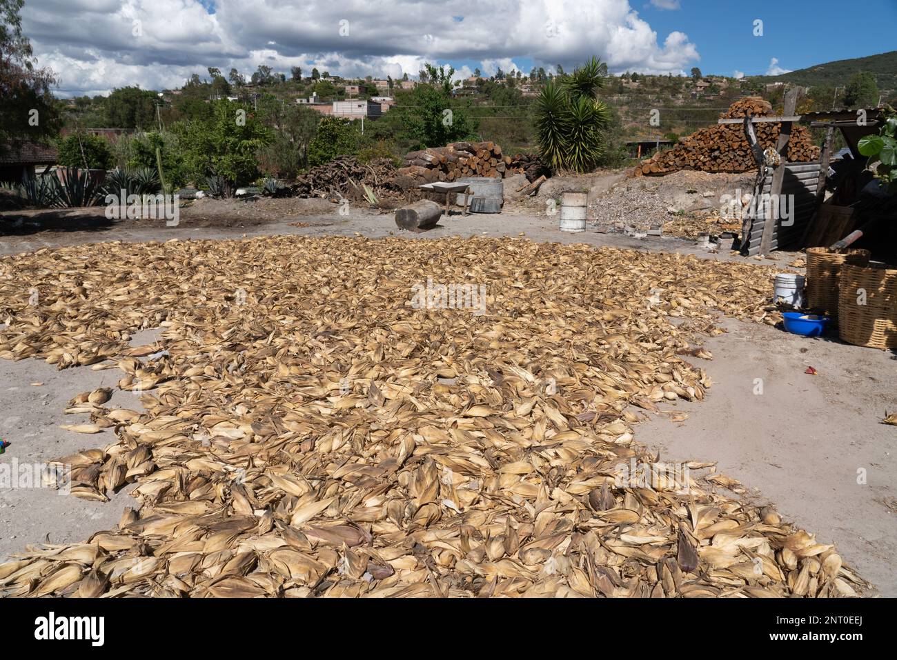 Corn cobs drying on the ground in the sun on a small farm in Satiago ...