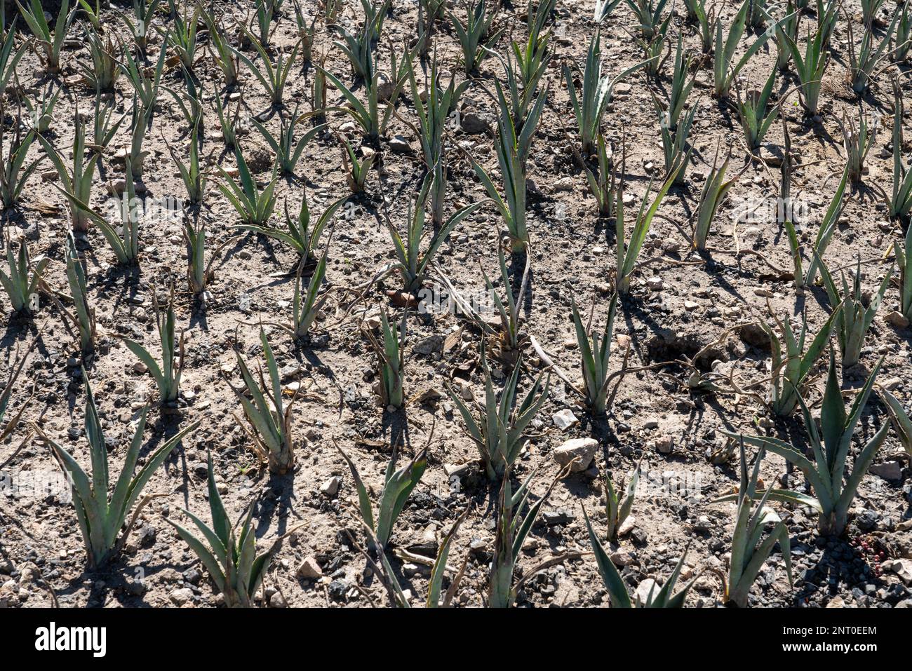 Field of young Espadin agave plants, Agave angustafolia, for the ...