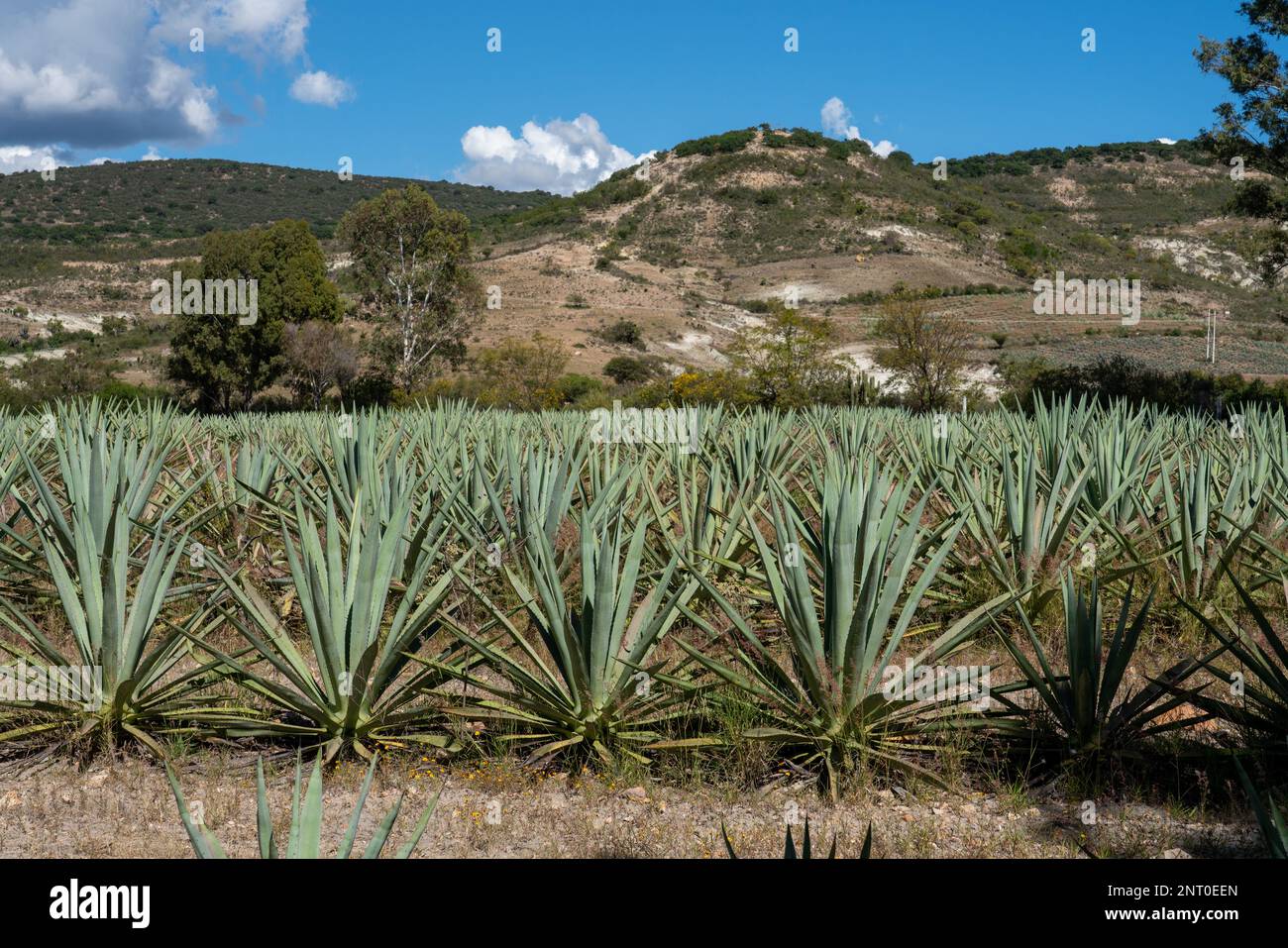 Field of Espadin agave for the production of mezcal in Santiago ...