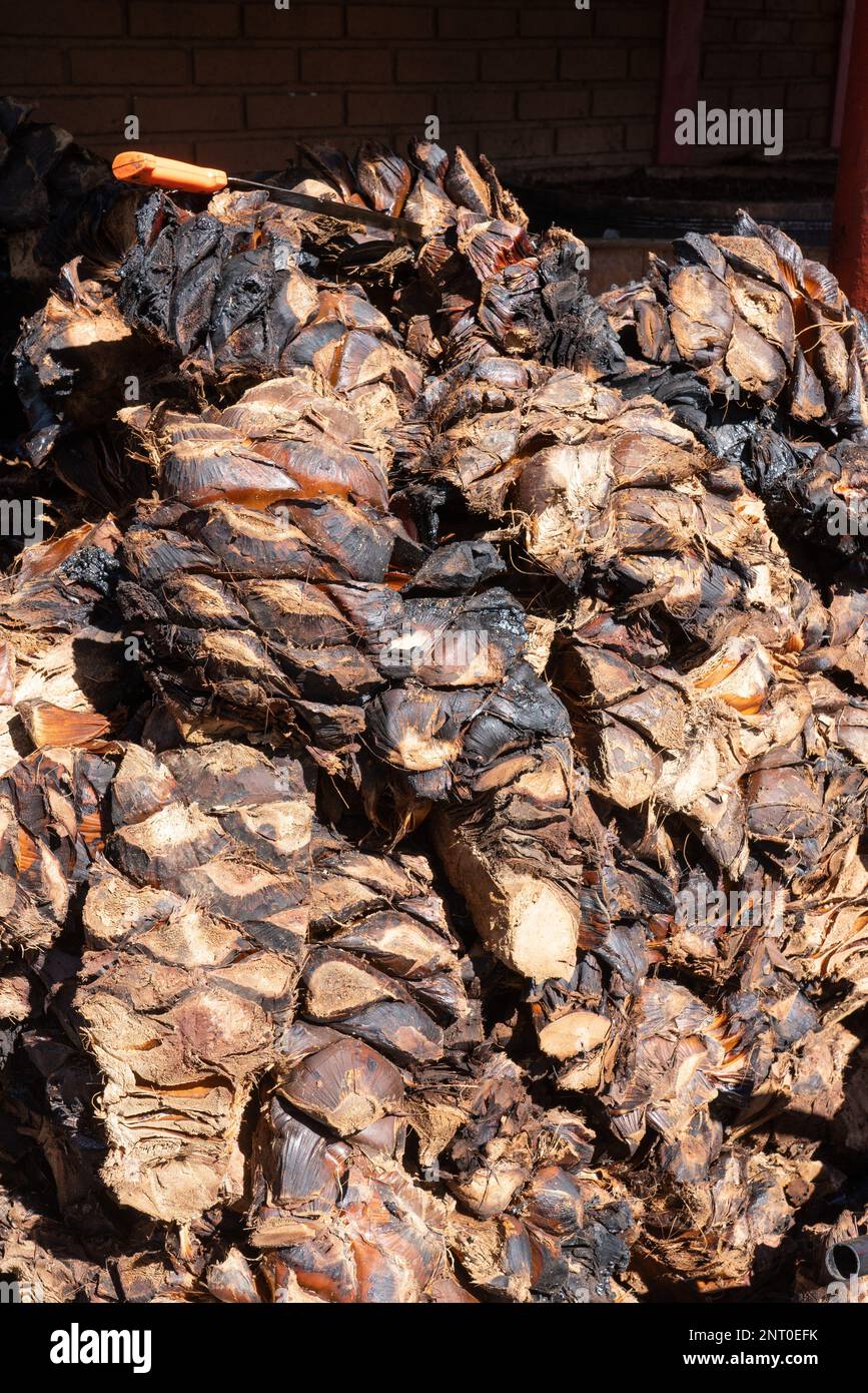 Agave hearts or pinas cut up after roasting for crushing at a small ...