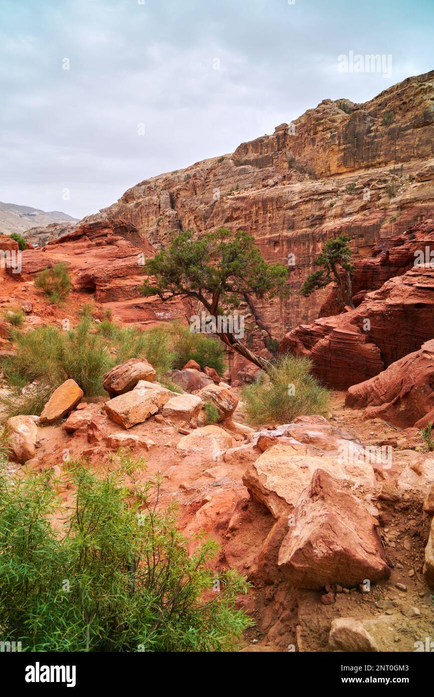 Aboriginal plants hi-res stock photography and images - Alamy