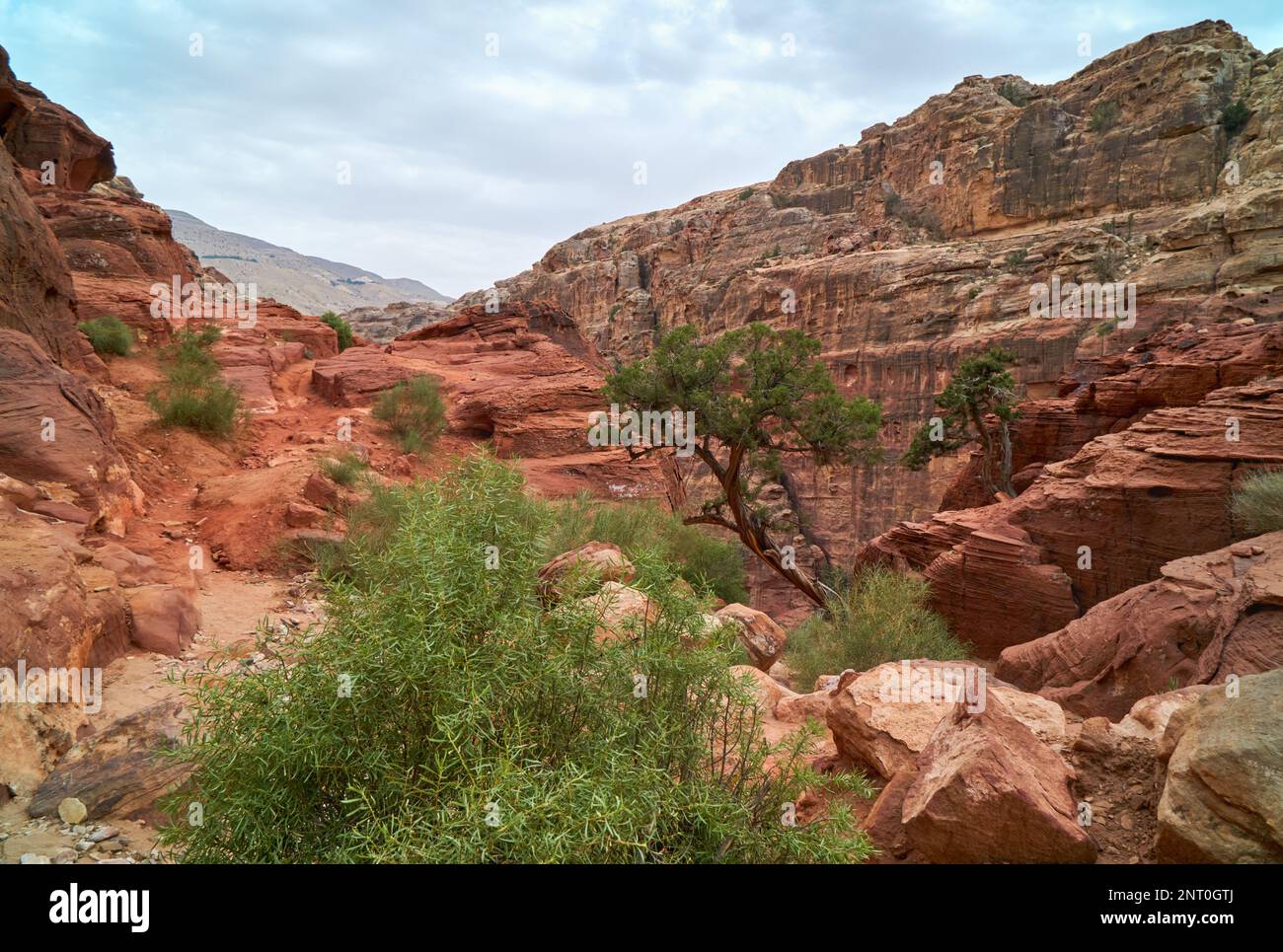 Beautiful landscape with ginger rocks, green spring plants and tree in ...