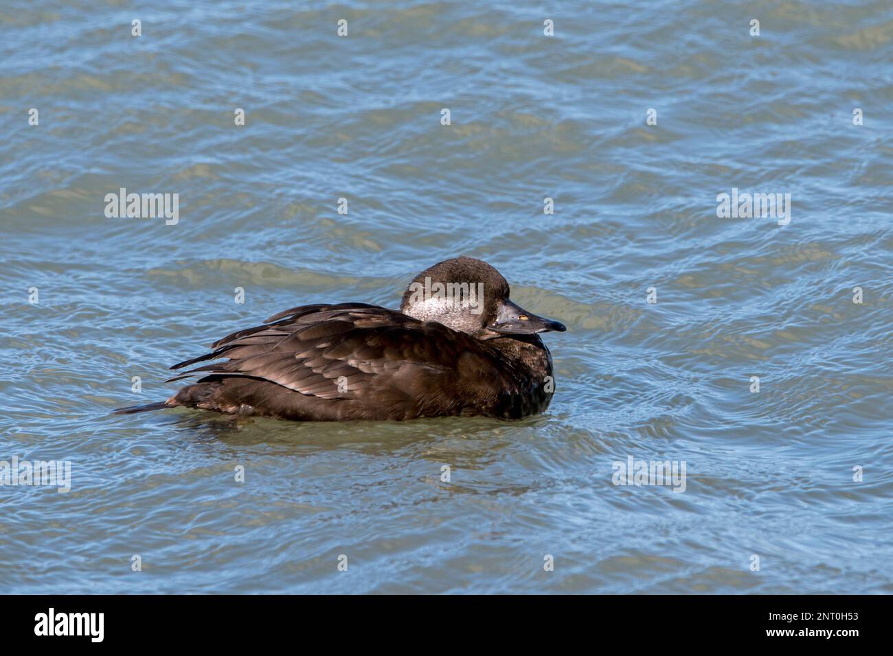 Common scoter (Melanitta nigra) female sea duck / seaduck swimming ...