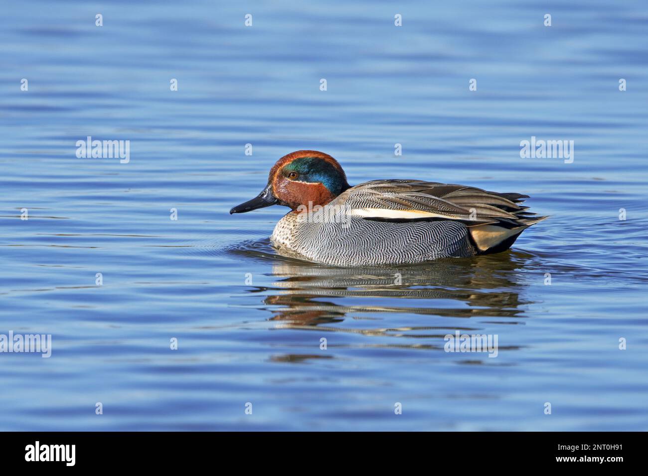 Eurasian teal / common teal / Eurasian green-winged teal (Anas crecca ...
