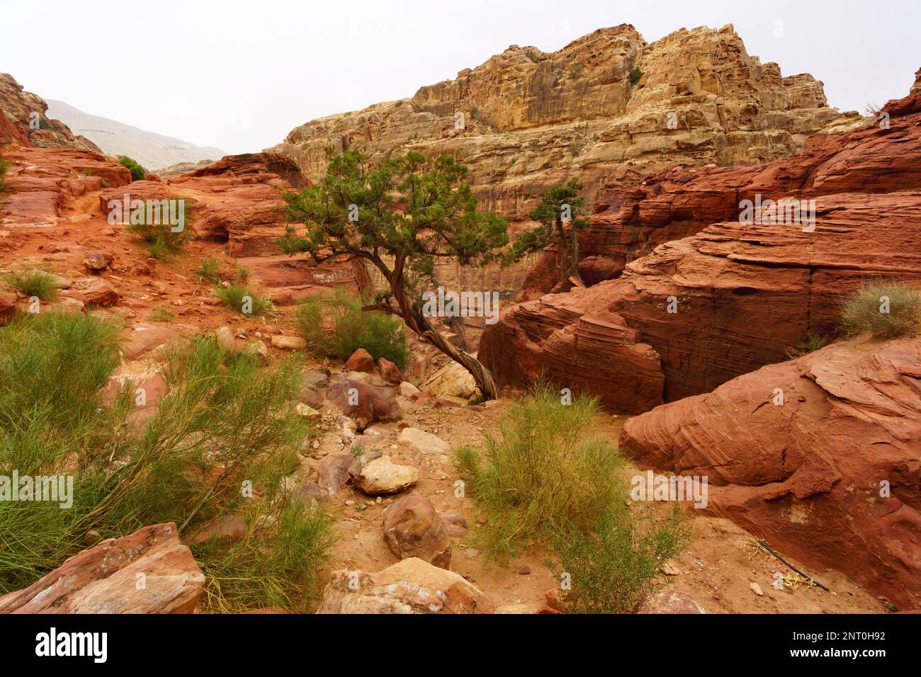 Beautiful landscape with ginger rocks, green spring plants and tree in ...