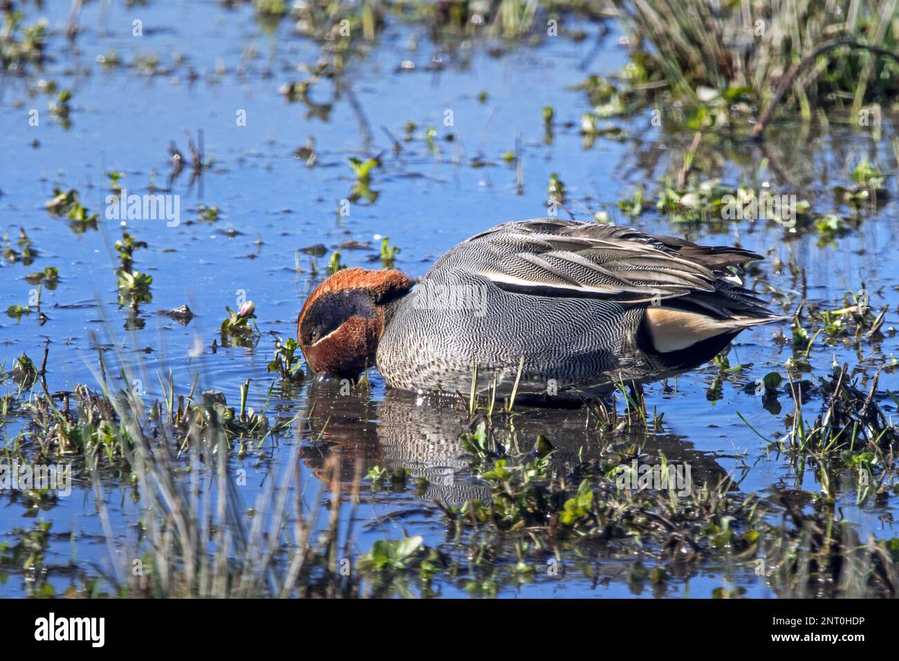 Eurasian teal / common teal / Eurasian green-winged teal (Anas crecca ...