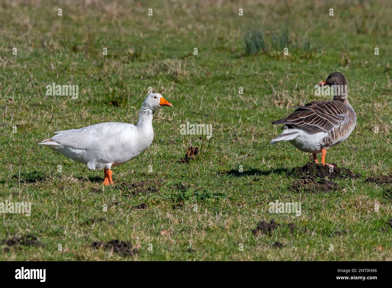 Escaped Emden goose / Embden, German breed of white domestic goose ... Escaped Emden goose / Embden, German breed of white domestic goose ...