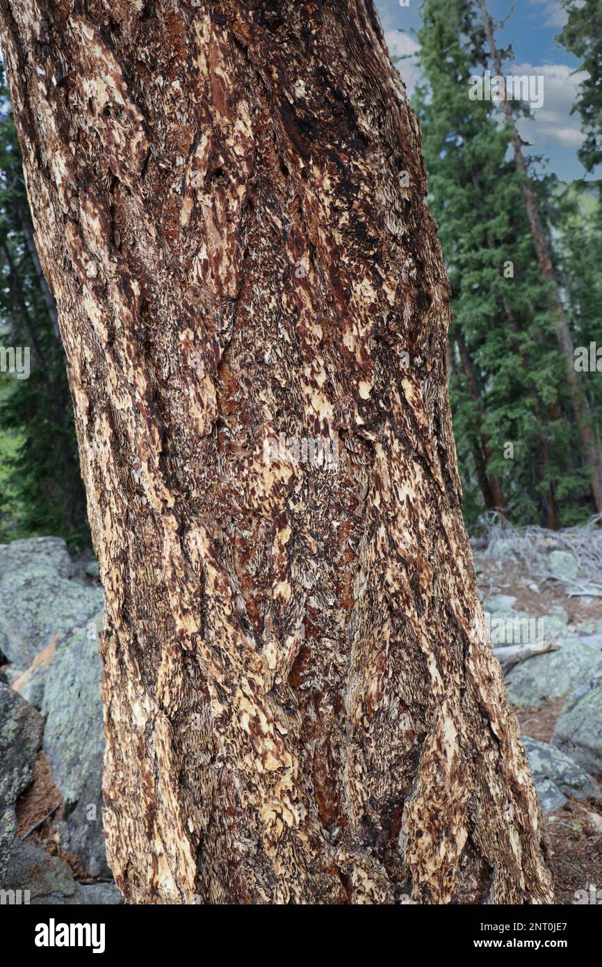 Close up of the textured bark of a Pine tree trunk in the Collegiate ...