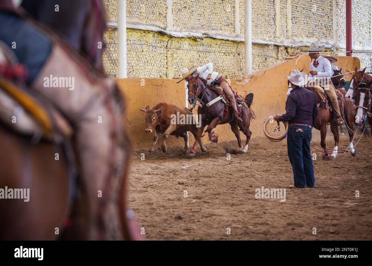 A charreada Mexican rodeo at the Lienzo Charro Zermeno, Guadalajara ...
