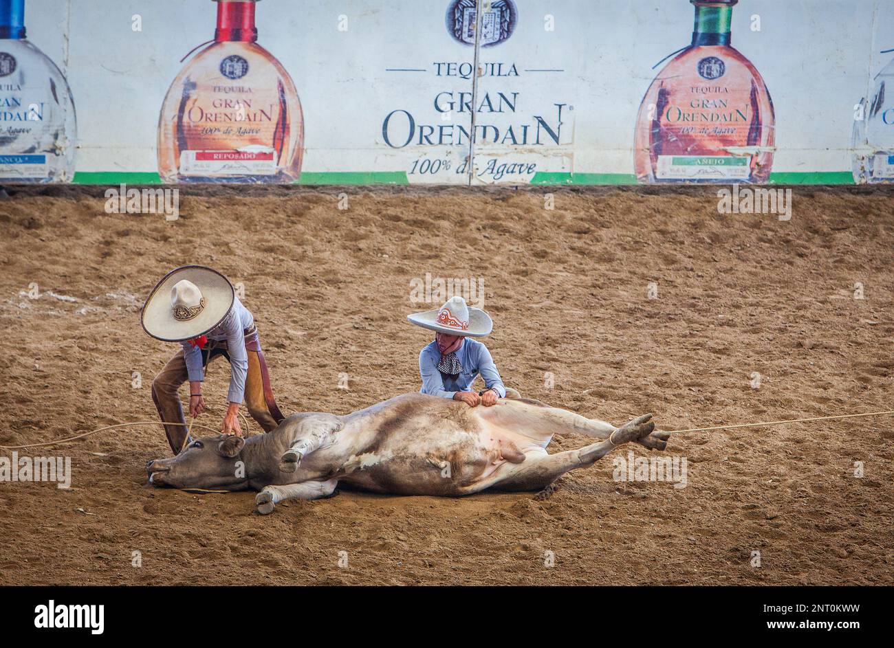 A charreada Mexican rodeo at the Lienzo Charro Zermeno, Guadalajara ...