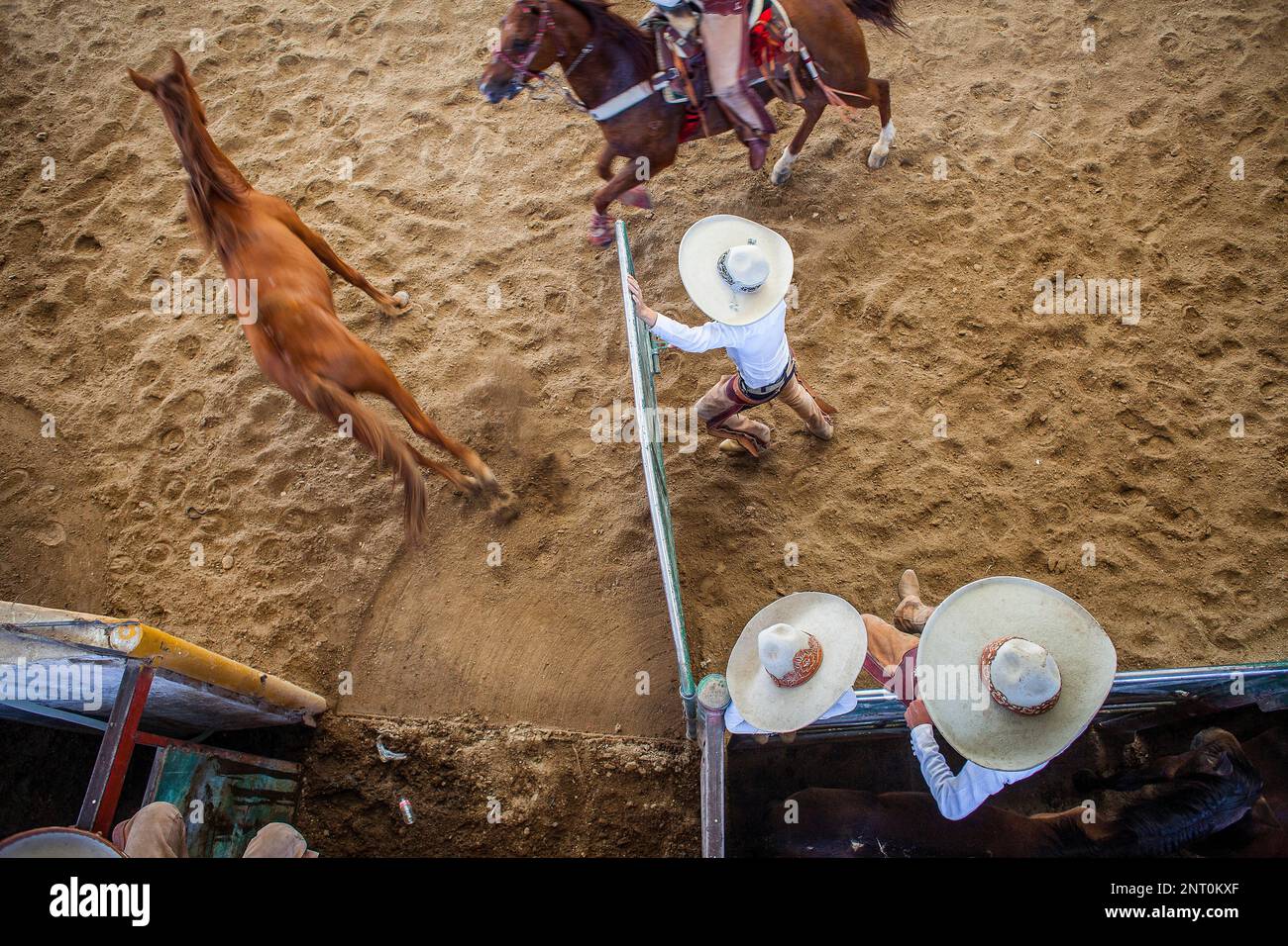 A charreada Mexican rodeo at the Lienzo Charro Zermeno, Guadalajara ...
