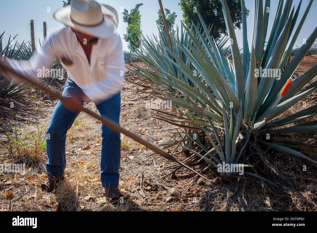 Harvesting Agave.plantation of blue Agave in Amatitán valley, near ...