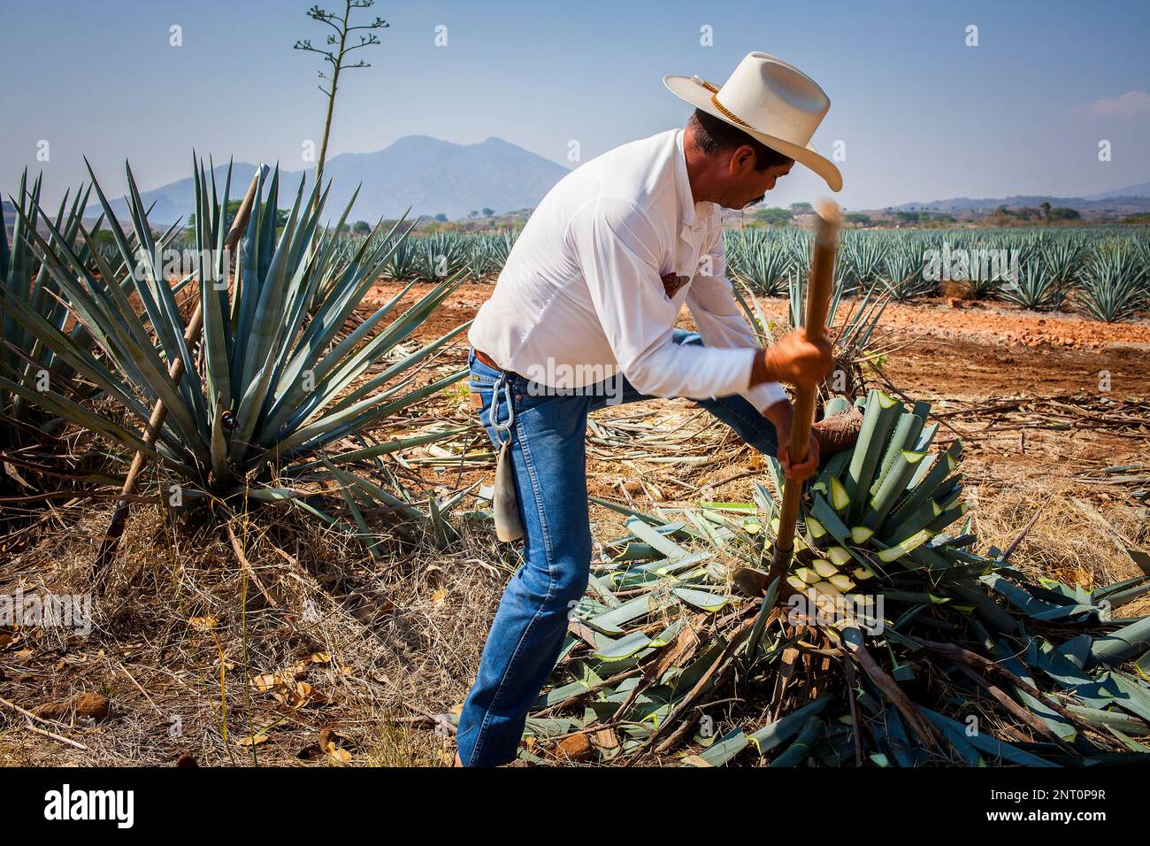 Harvesting Agave.plantation of blue Agave in Amatitán valley, near ...