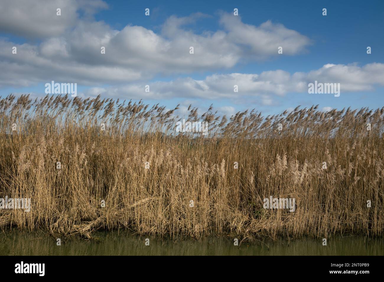 Waving reeds in the strong winter wind along the side of the ditch, a ...