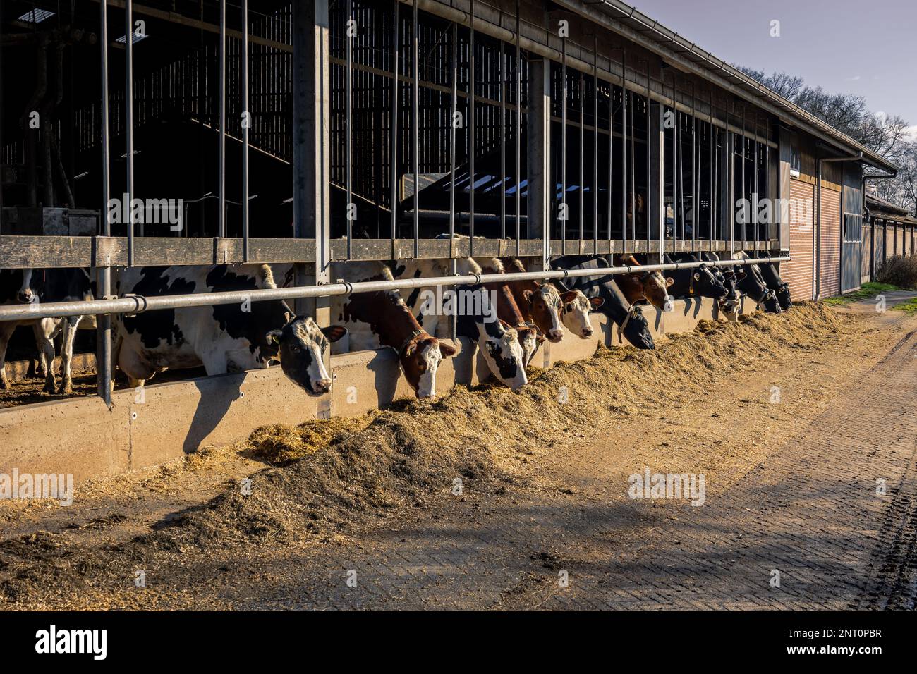 A dairy farm with milk cows eating the feed from inside the barn which ...