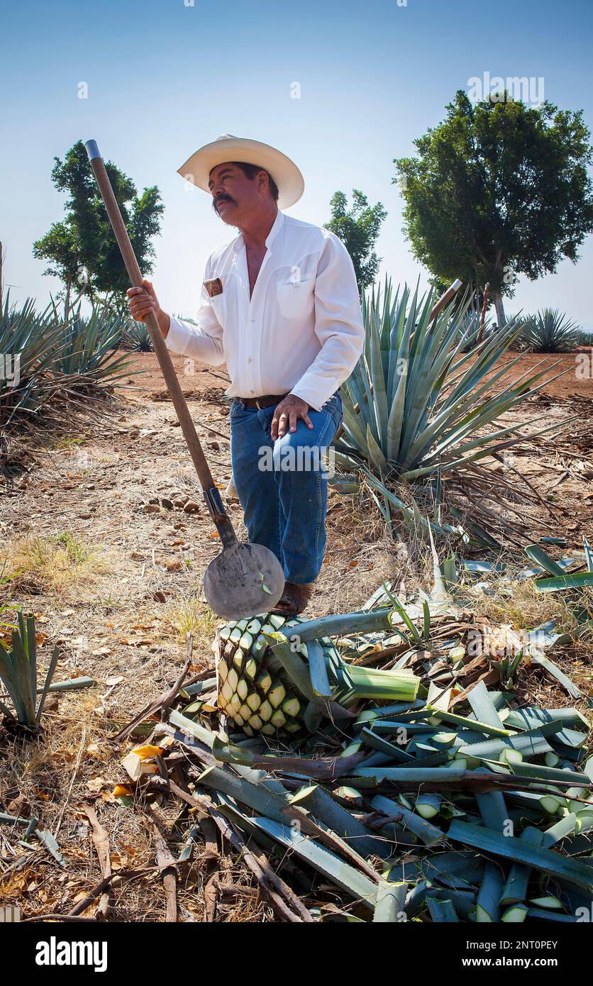 Harvesting Agave.plantation of blue Agave in Amatitán valley, near ...