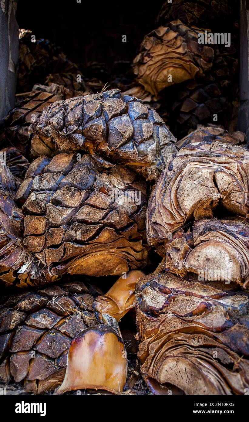 baked agave, oven for baking agave, Jose cuervo tequila distillery in ...