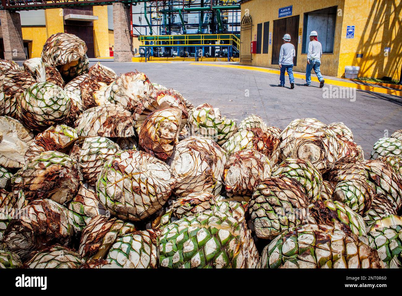 Agave ready to bake, Jose cuervo tequila distillery in tequila village ...