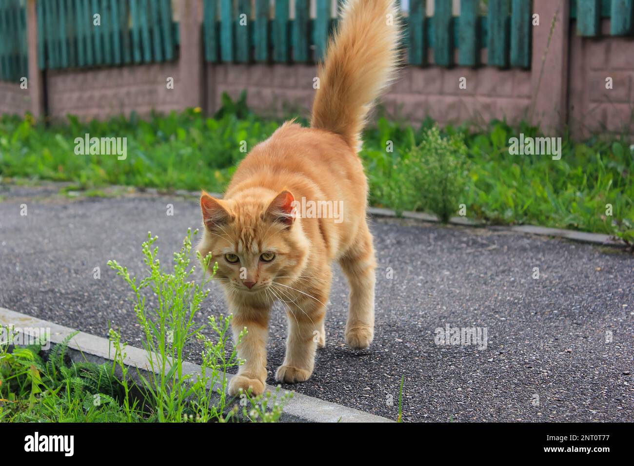 Street cat. A beautiful red fluffy cat walks down the street in summer ...