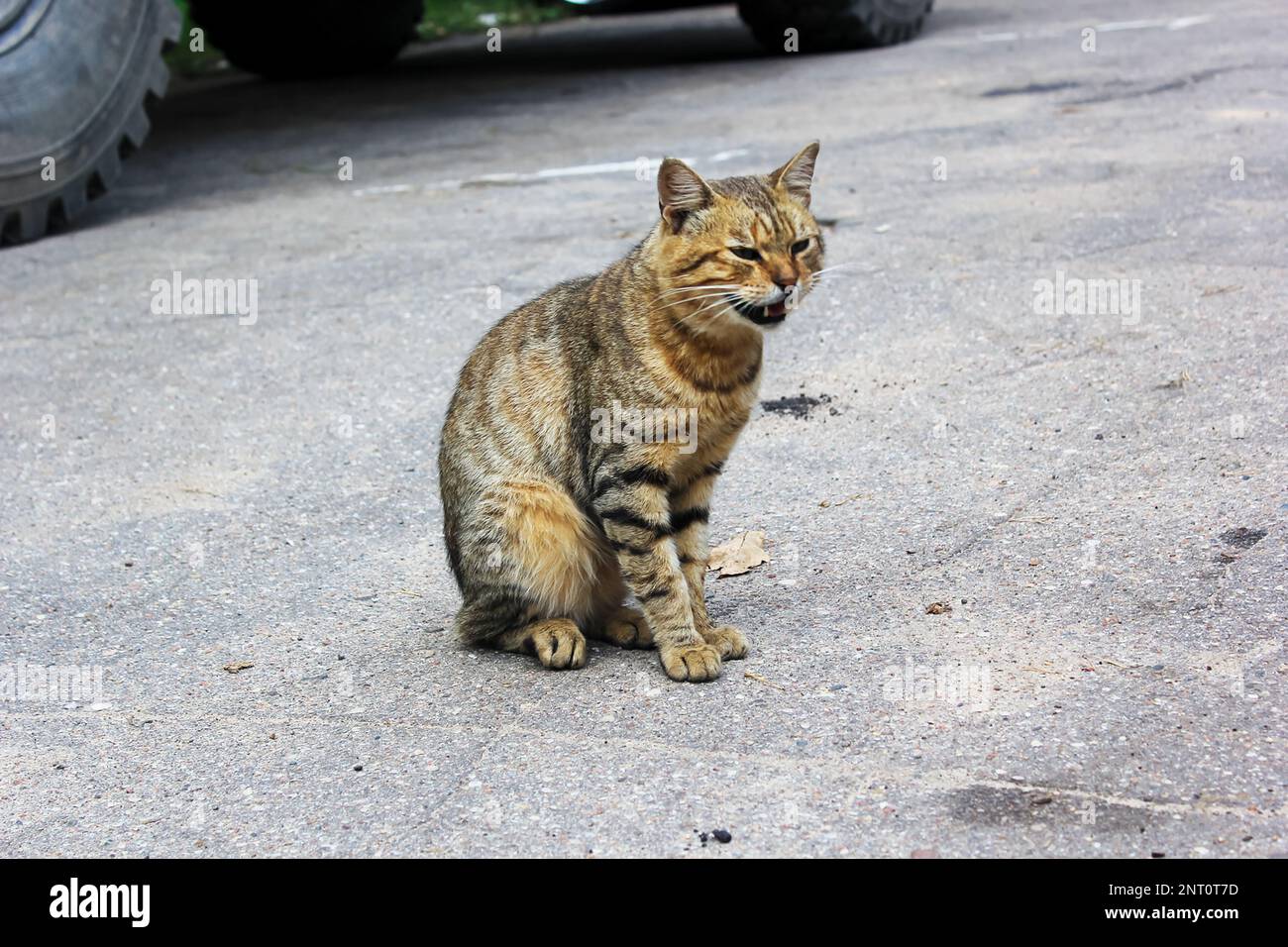 A street cat sits on the pavement and is indignant. Help and rescue ...