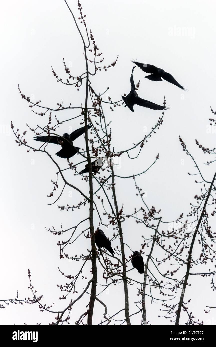 A group of crows sit on a tree branch without leaves . Vertical ...