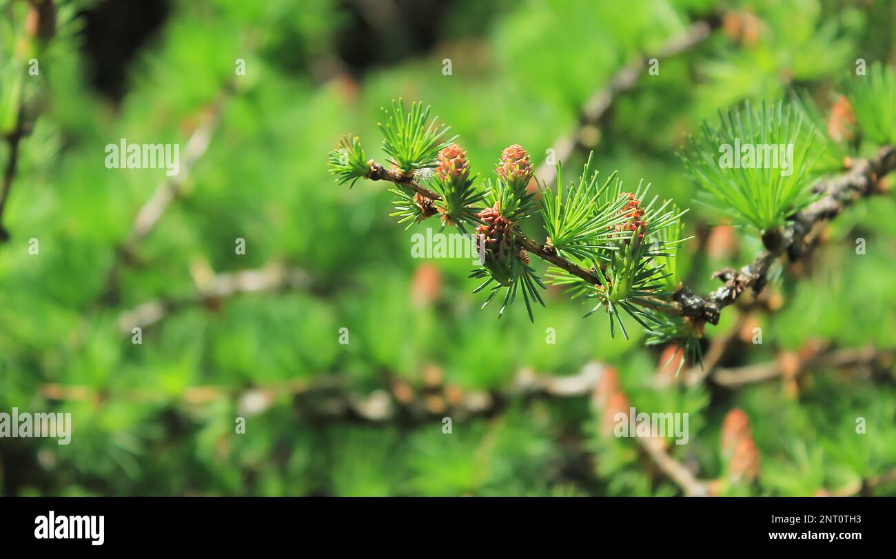 Larch tree fresh pink cones blossom at spring on nature background ...