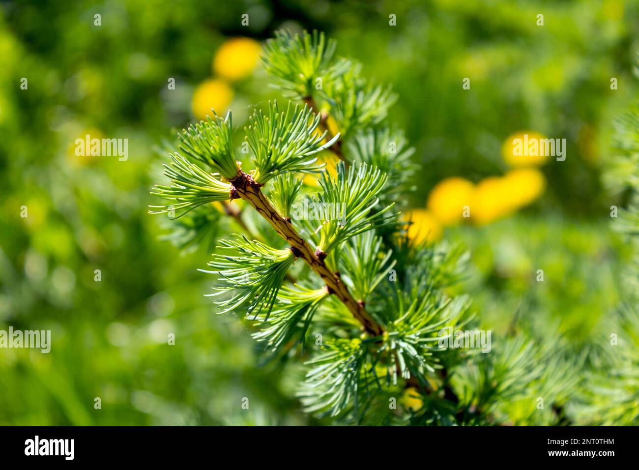 Larch branch on a blurred background of greenery in early spring Stock ...