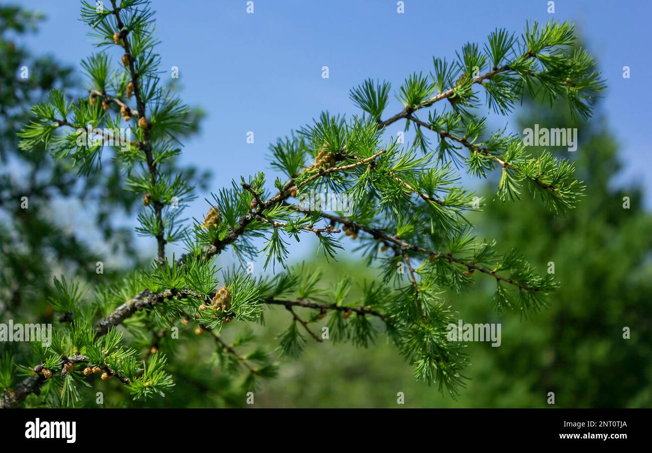 Larch tree fresh pink cones blossom at spring on nature background ...