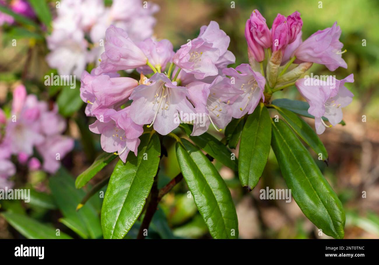 Hymenanthus hi-res stock photography and images - Alamy