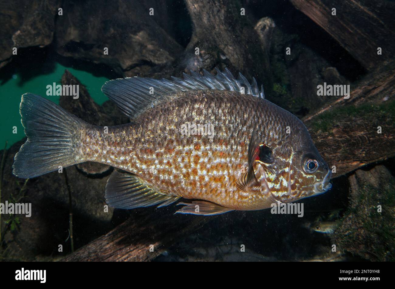 Pumpkinseed hi-res stock photography and images - Alamy