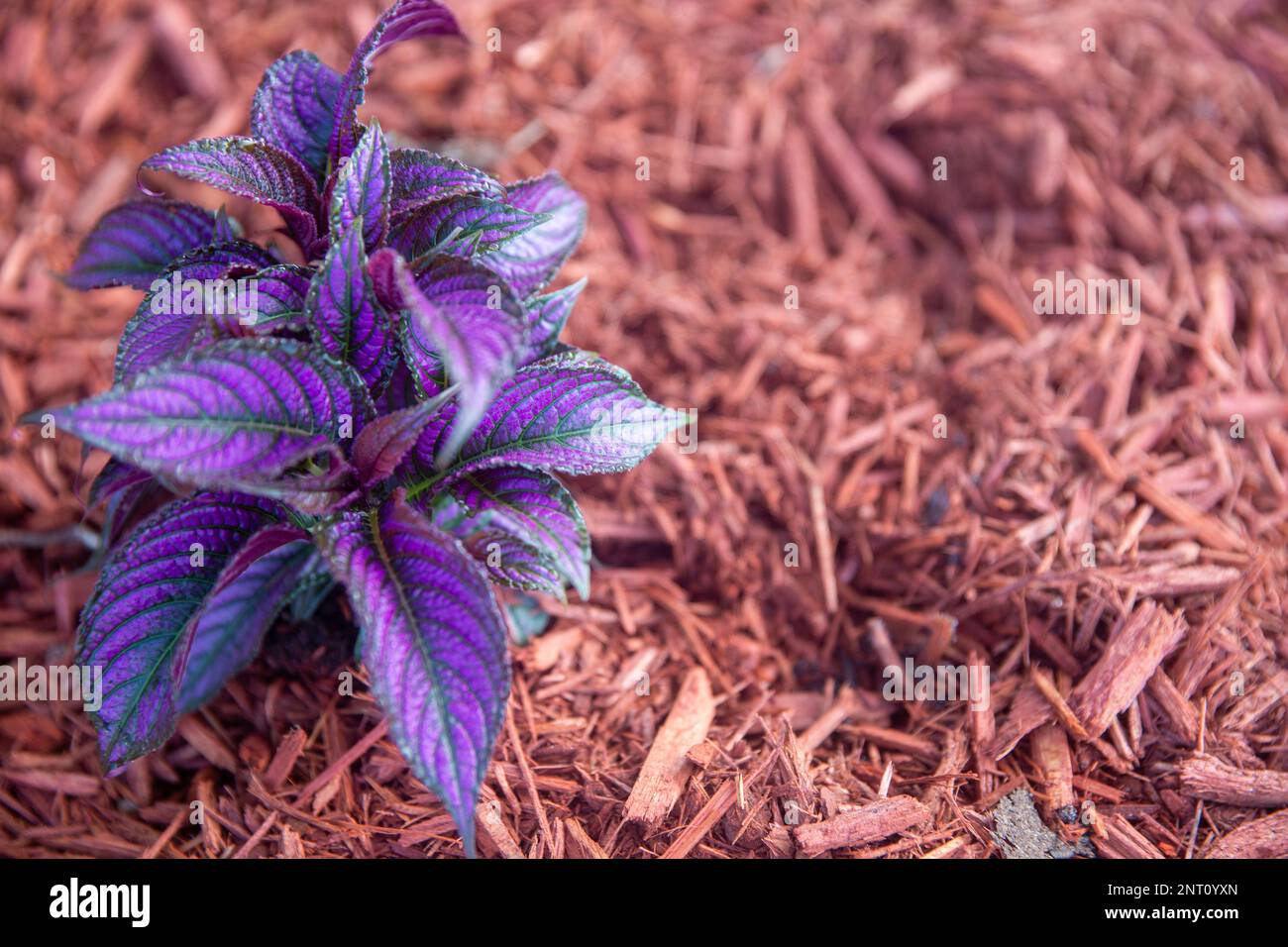 Persian Shield in a garden with copy space Stock Photo - Alamy