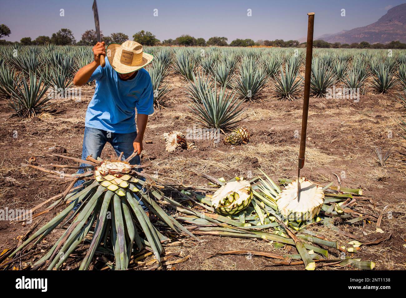 Harvesting Agave (Jima).plantation of blue Agave in Rancho `El Coyote ...