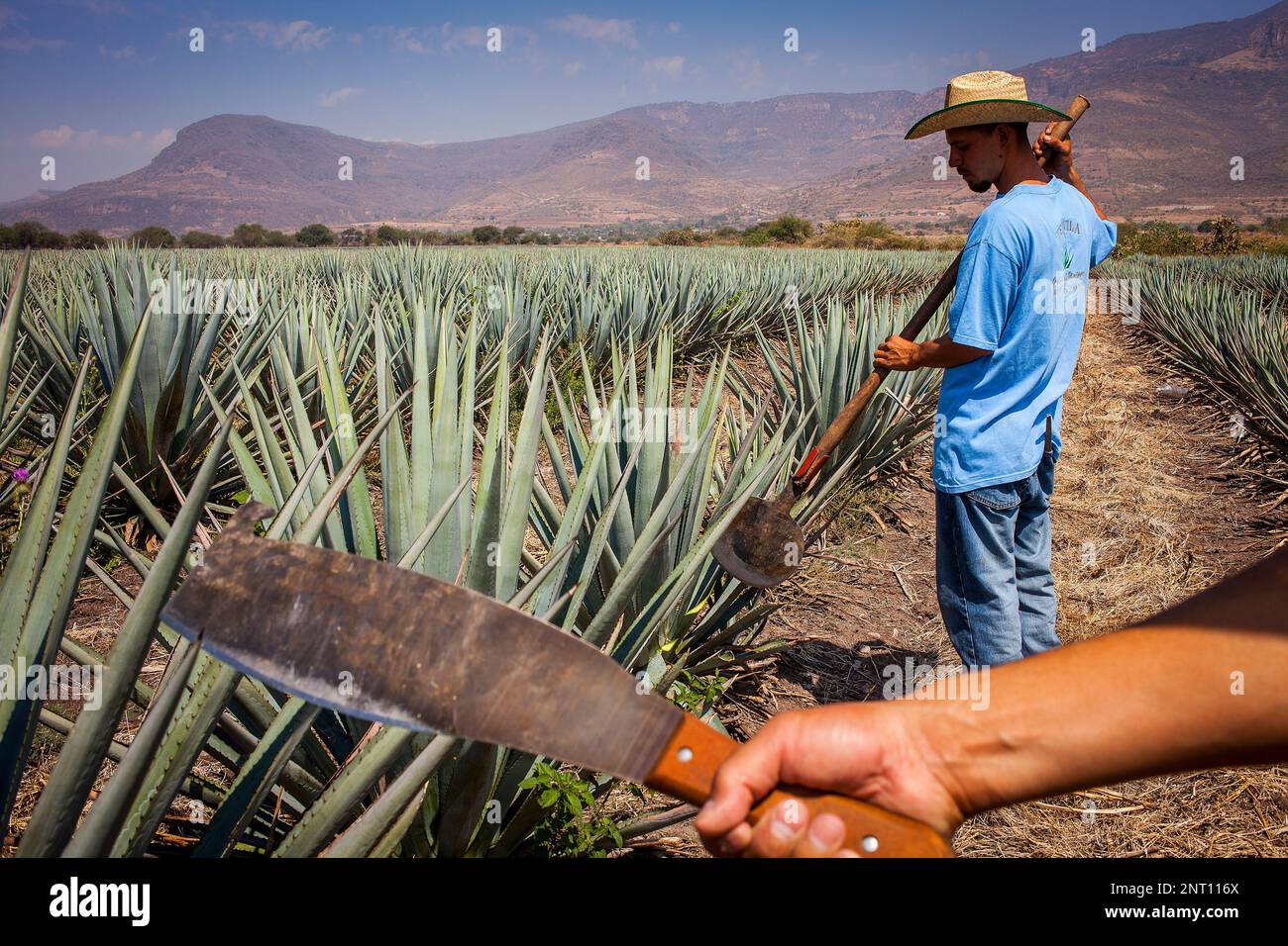 Harvesting Agave (Jima).plantation of blue Agave in Rancho `El Coyote ...