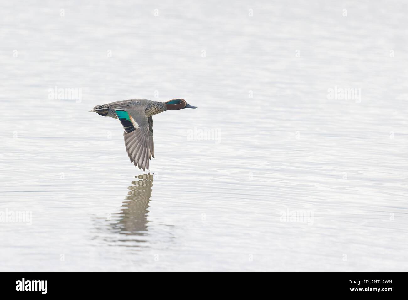 Common teal Anas crecca, adult male flying, Norfolk, England, February ...