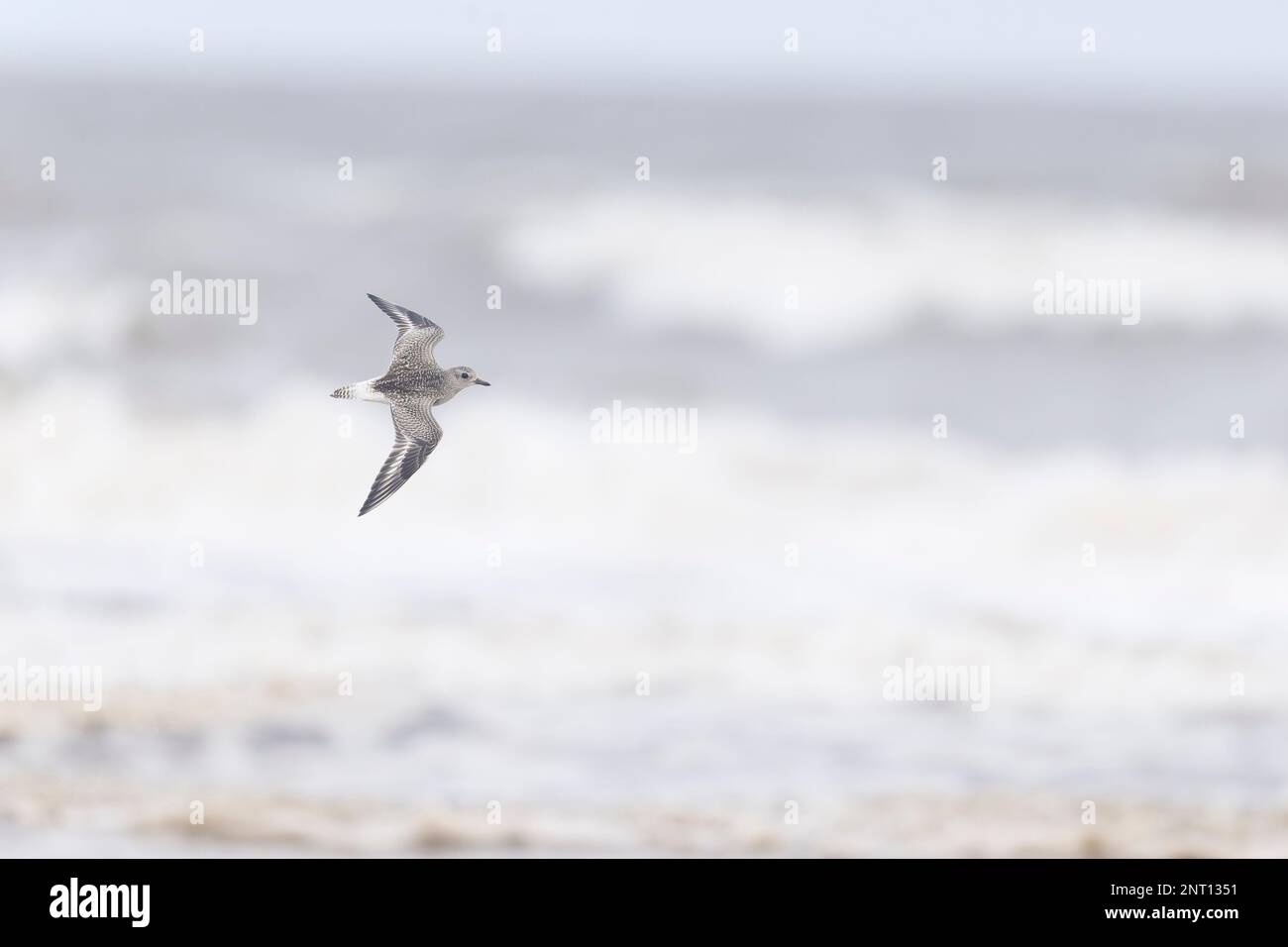 Grey plover Pluvialis squatarola, winter plumage adult flying, Norfolk ...