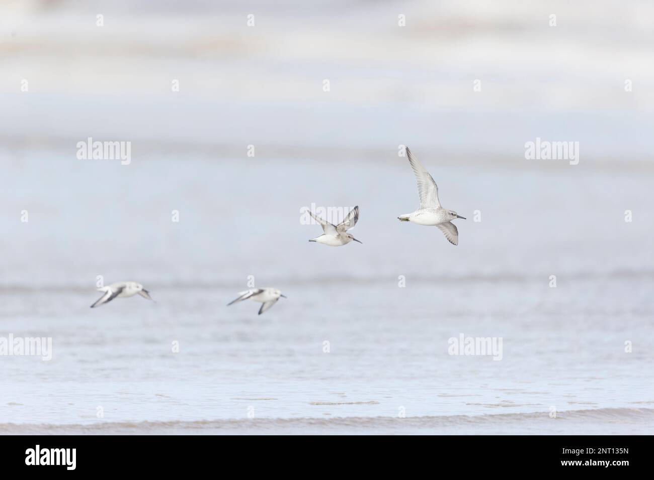 Dunlin and knot hi-res stock photography and images - Alamy