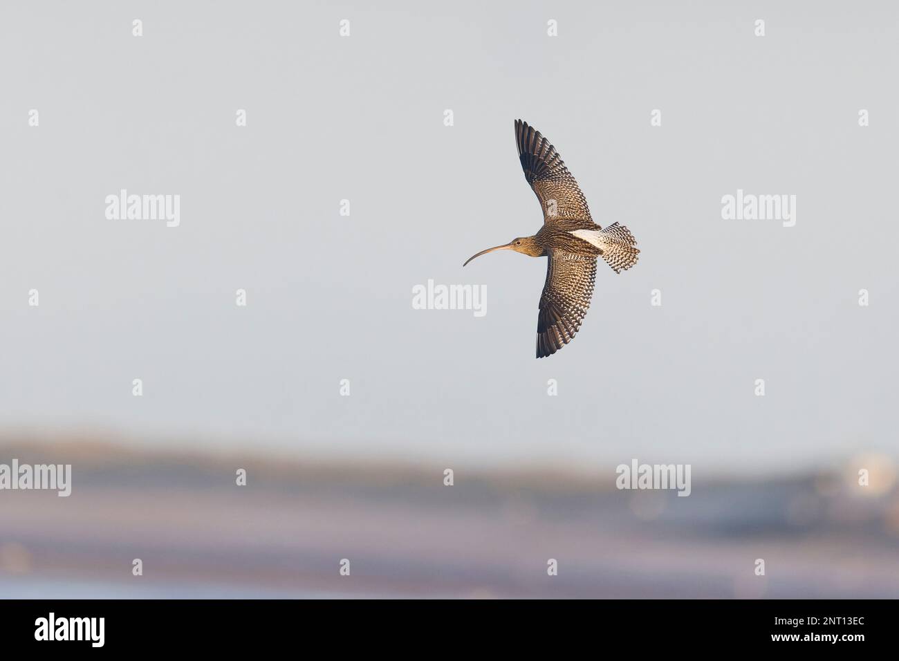 Eurasian curlew Numenius arquata, adult flying, Norfolk, England ...