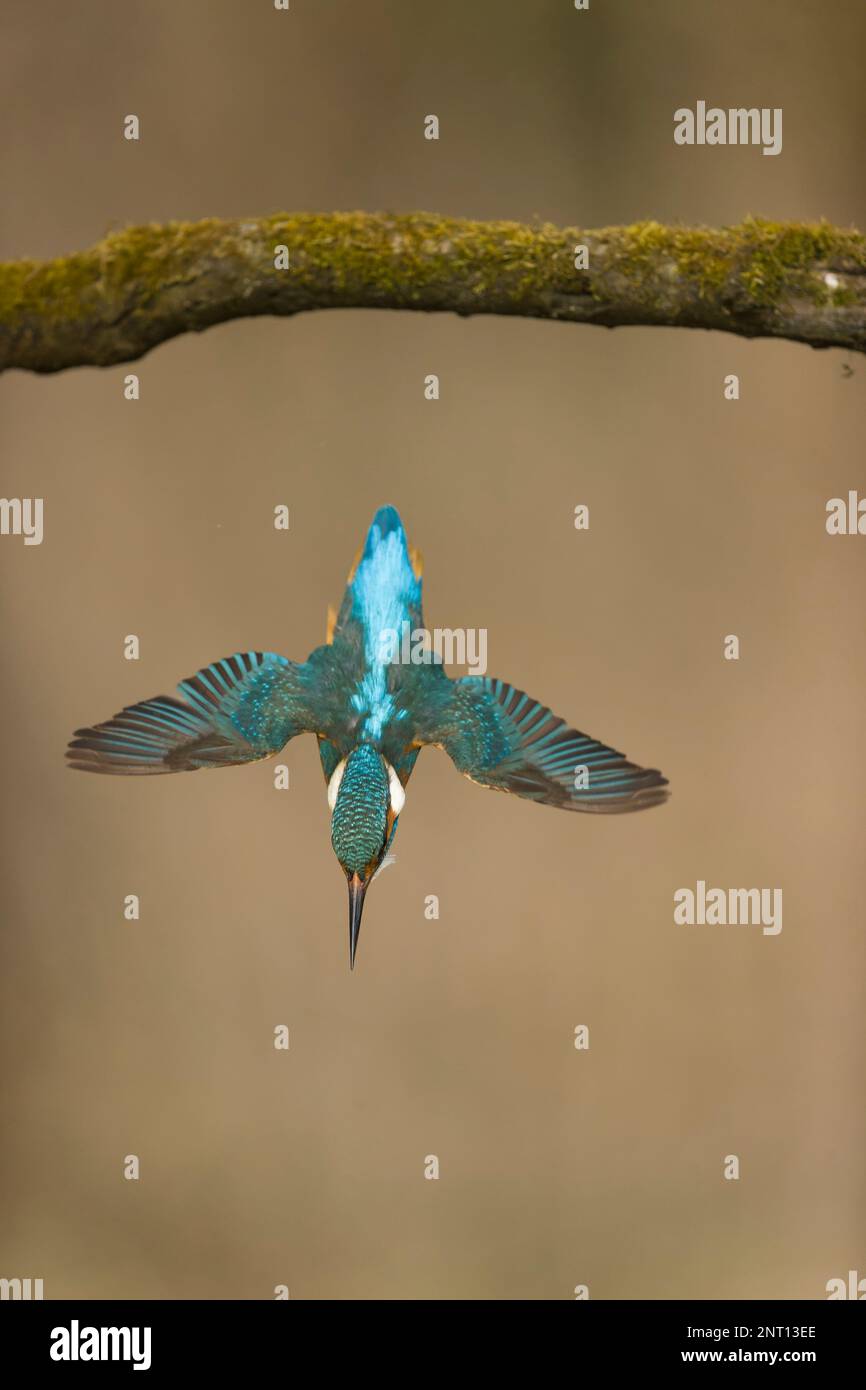 Common kingfisher Alcedo atthis, adult female diving from branch ...