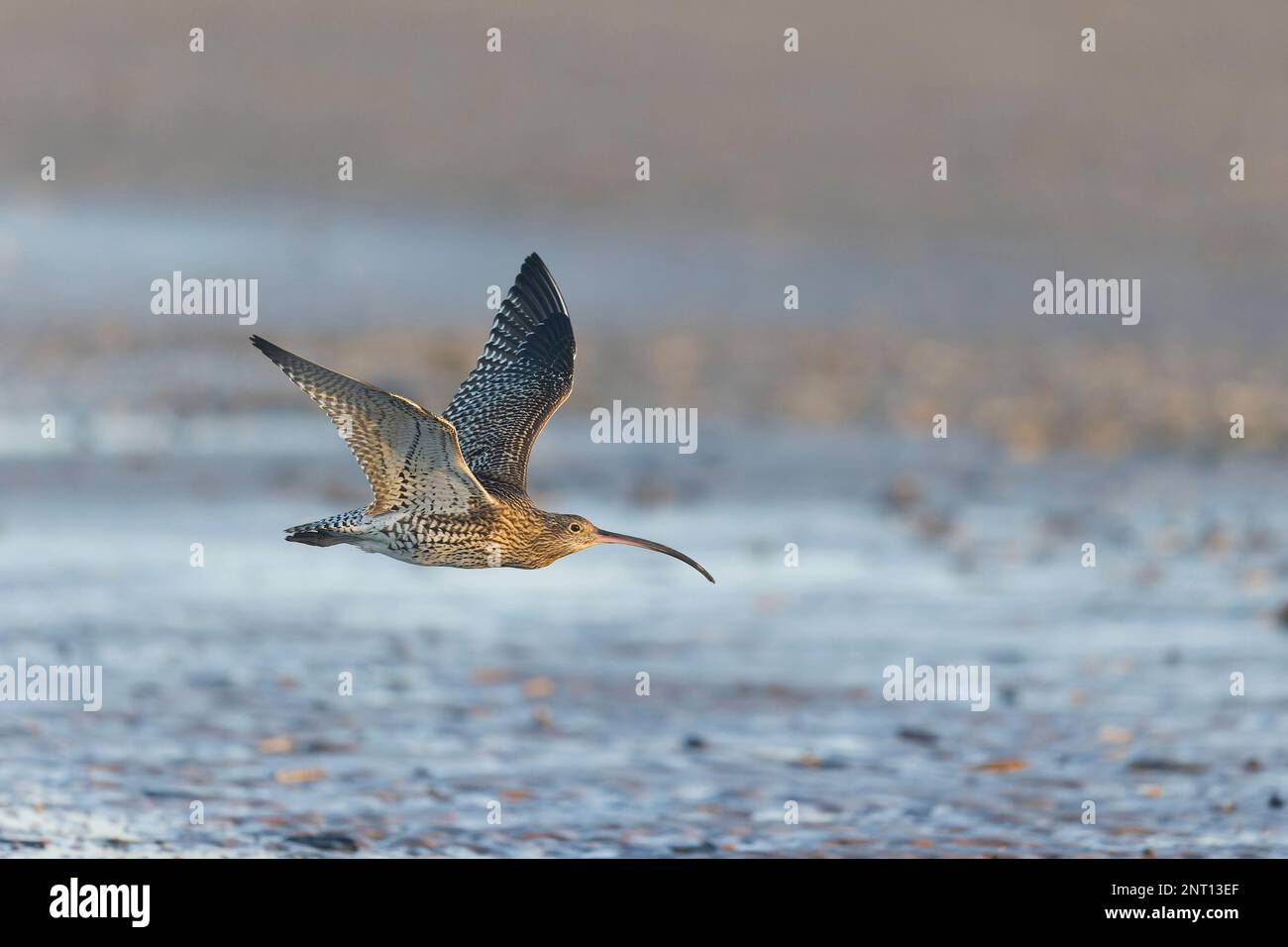 Curlew flying february hi-res stock photography and images - Alamy